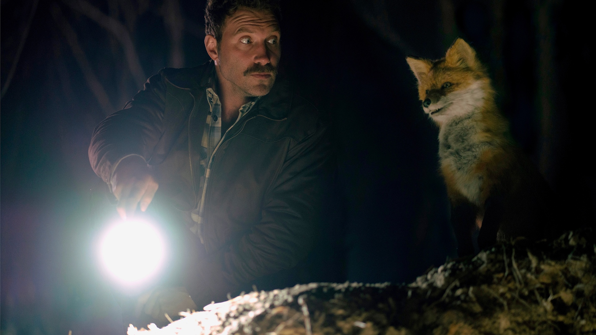 The Fox - Adelaide Film Festival