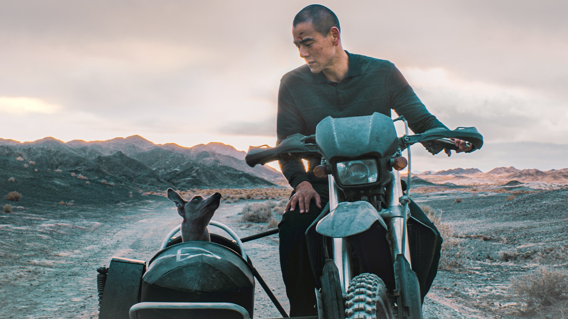 Black Dog - Adelaide Film Festival